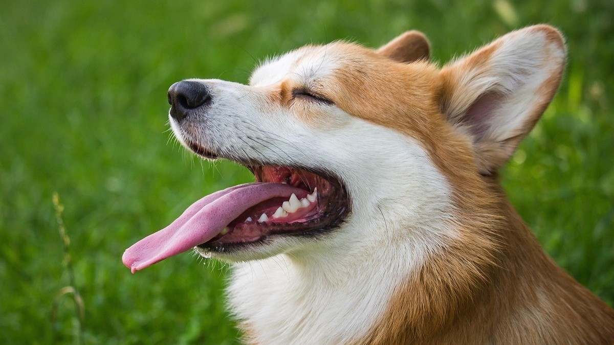 9 cosas que harán que tu perro te quiera aún más, según los expertos