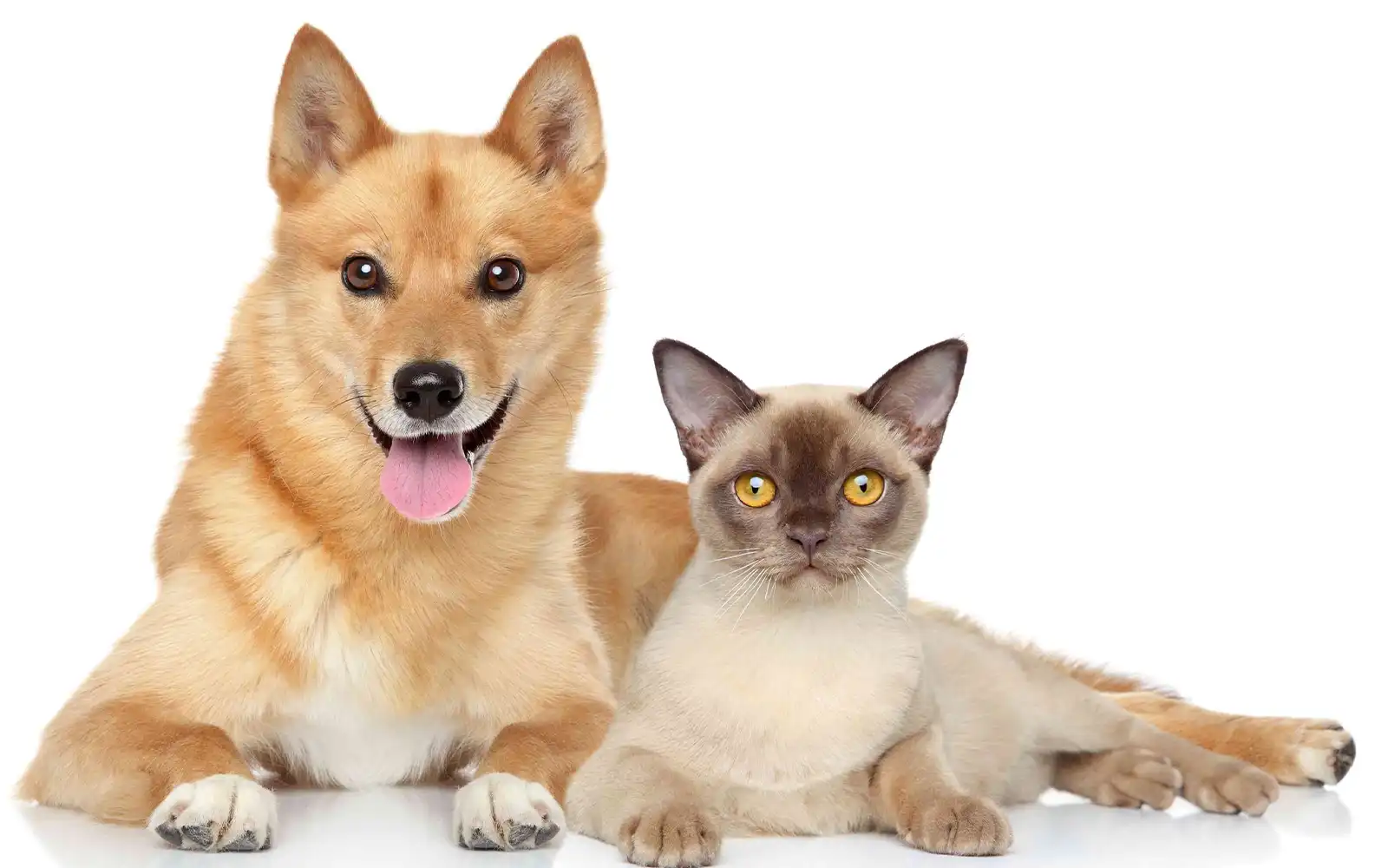 Keeping pets safe from viruses, bacteria and parasites
