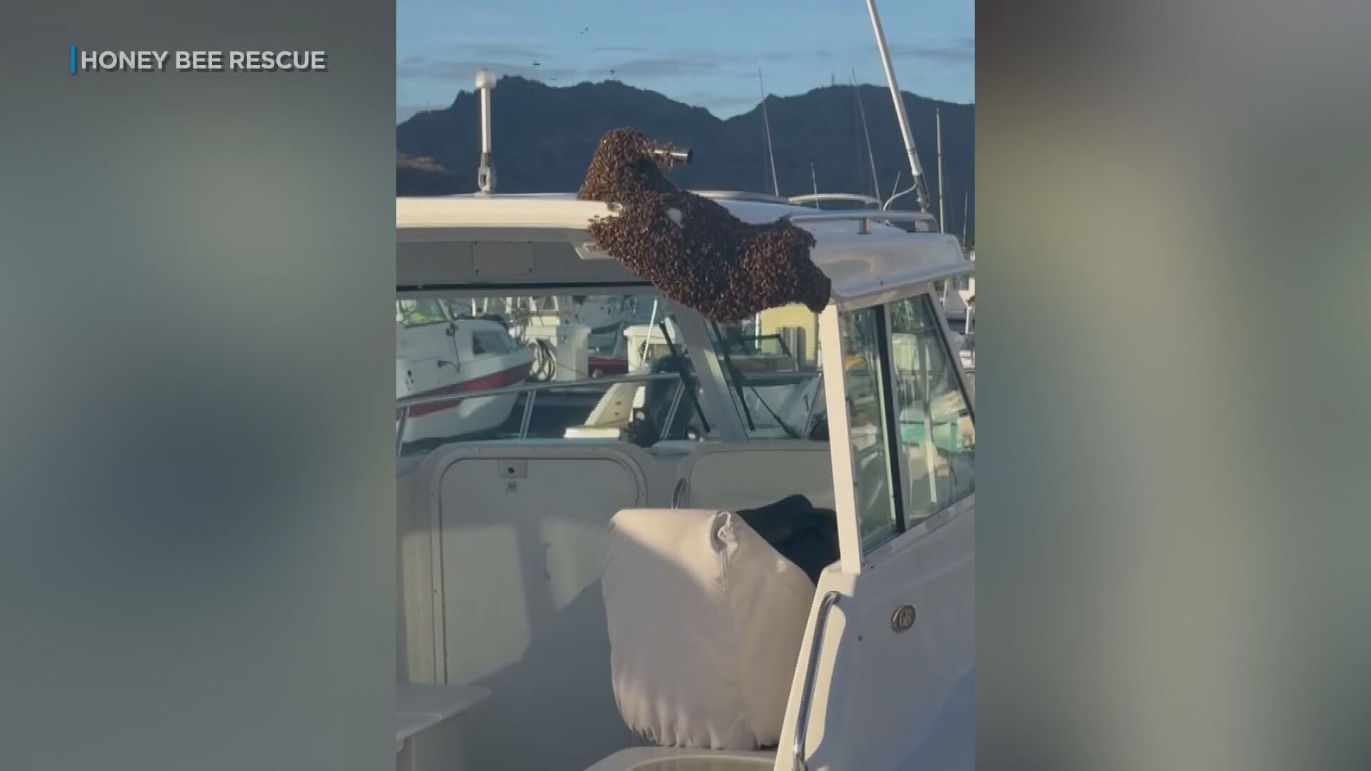 Swarm of bees take over a Koko Marina boat giving the vessel buzz on ...