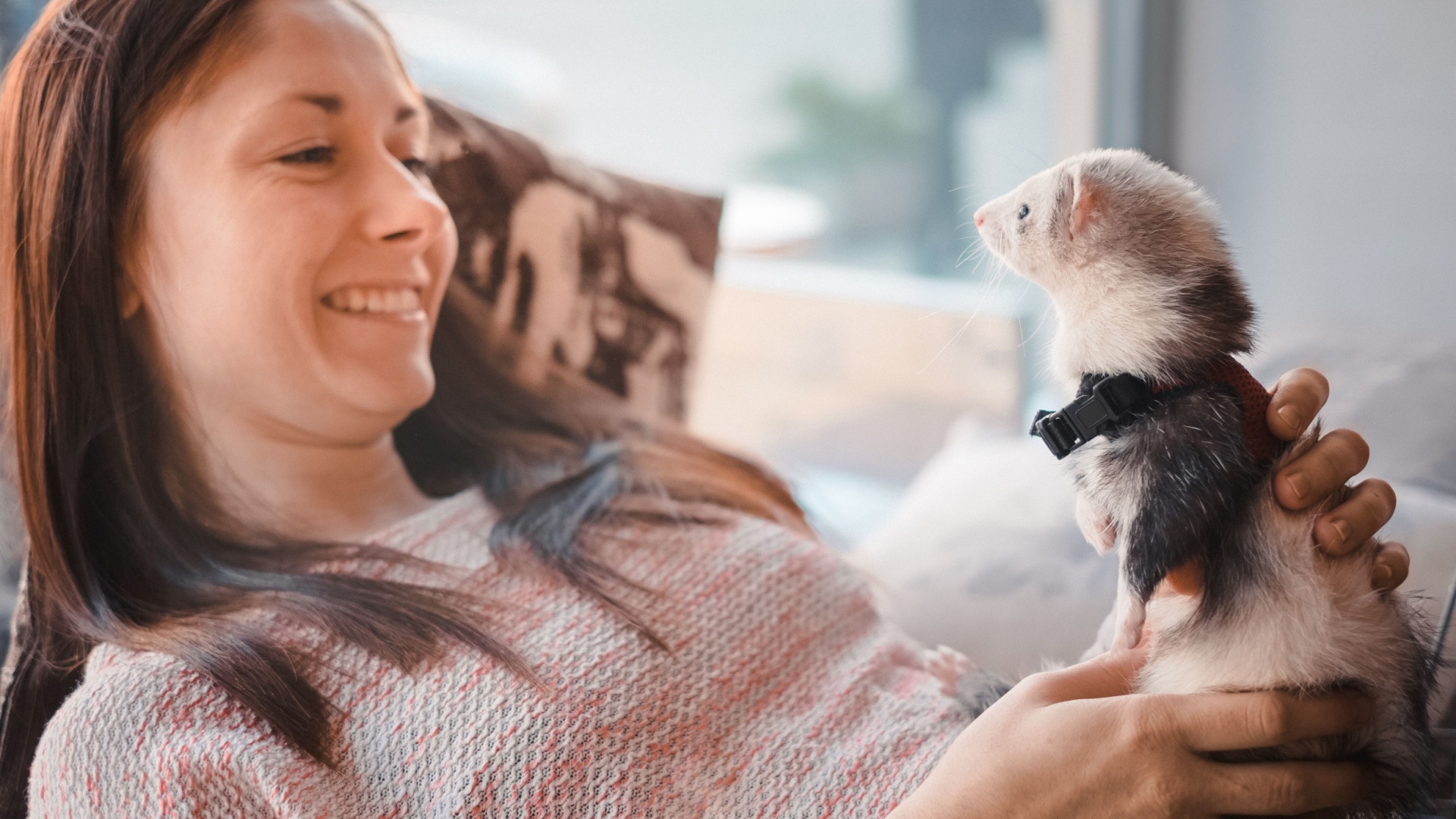 Things To Consider Before Getting A Ferret