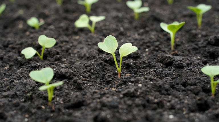 Here's How Deep You Should Be Planting Your Seeds (& Why It's So Important)