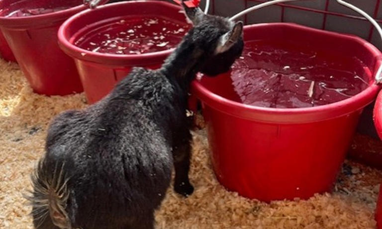 Animals at Oregon State Fair get special treatment amid heat wave