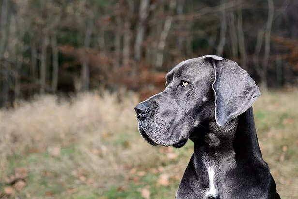 Breeds That Don’t Bark Much And Why They’re So Rare