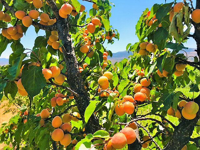 7 Fruits Doctors Recommend for Heart Health