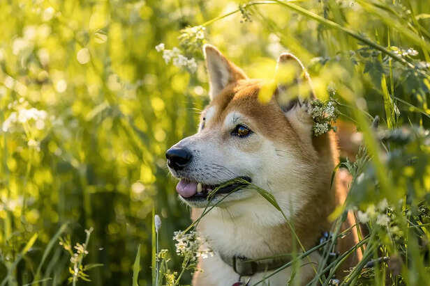 Breeds That Don’t Bark Much And Why They’re So Rare