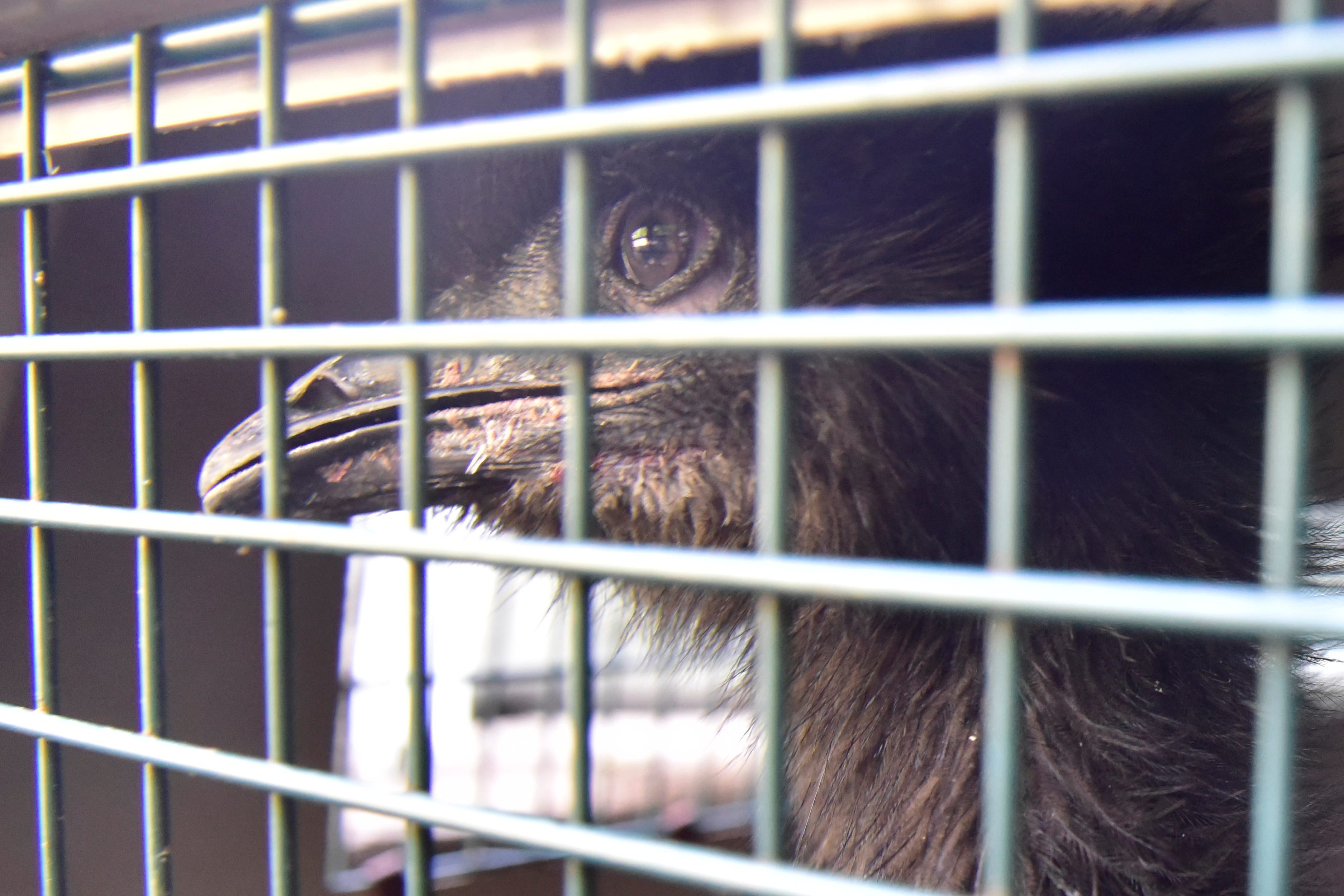 Emu, bull, python and more: A look back at weird NJ animal sightings