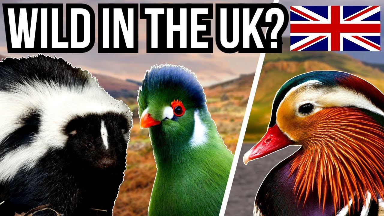 5 Introduced And Non Native Species In The UK
