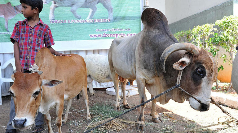 The smallest cows in the world even sleep in bed with their owners.