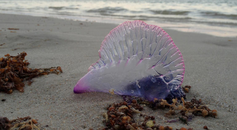 La caravella portoghese arriva anche in Italia: le spiagge dove fare ...