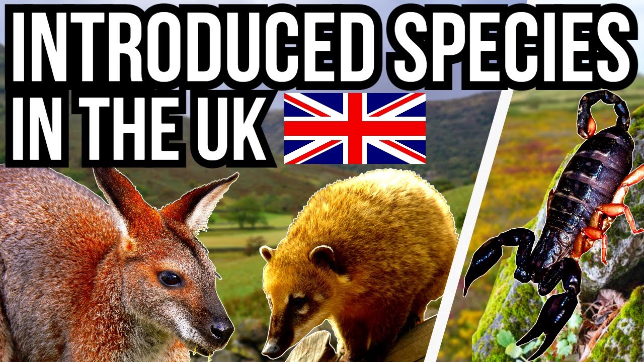 5 Introduced And Non Native Species In The UK