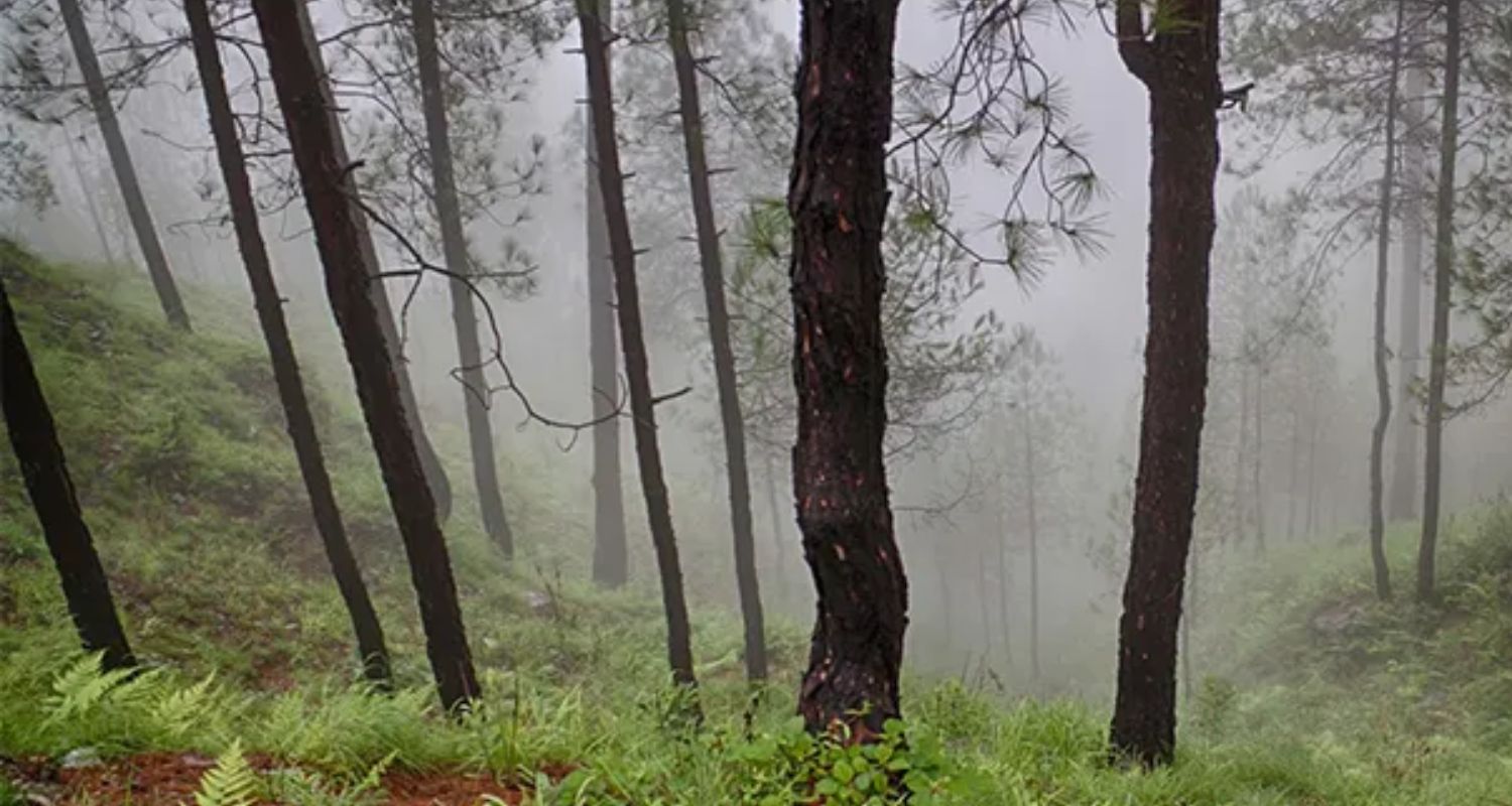 The curious case of missing forest boundary pillars in Mussoorie
