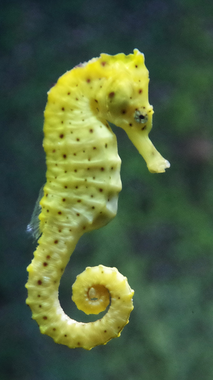 10 animals known for their unique tails