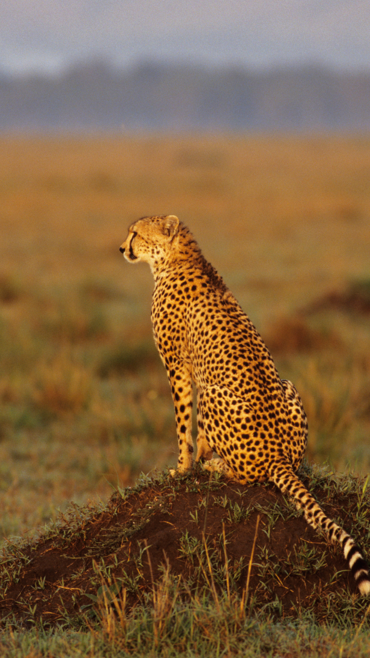 10 animals known for their unique tails