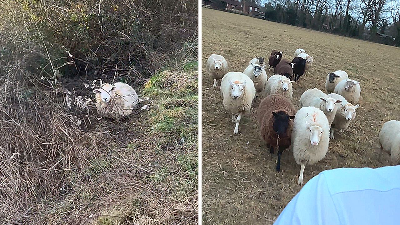 Man rescuing sheep from brambles ends up with his own herd