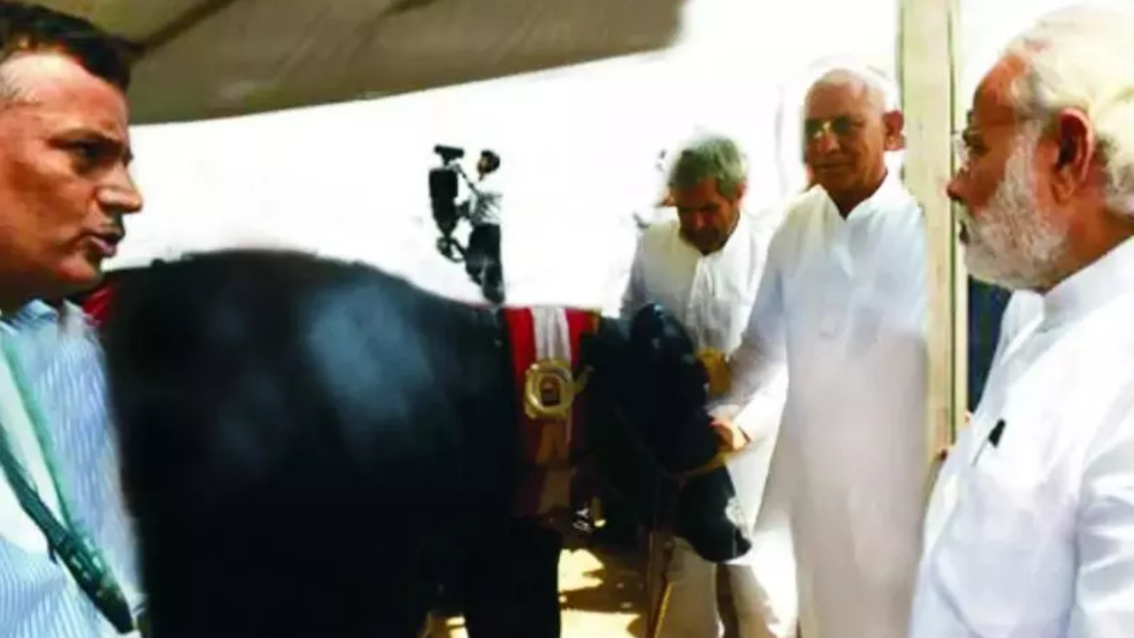 'Dhanno gave me everything': Once honoured by PM Modi, Haryana buffalo ...