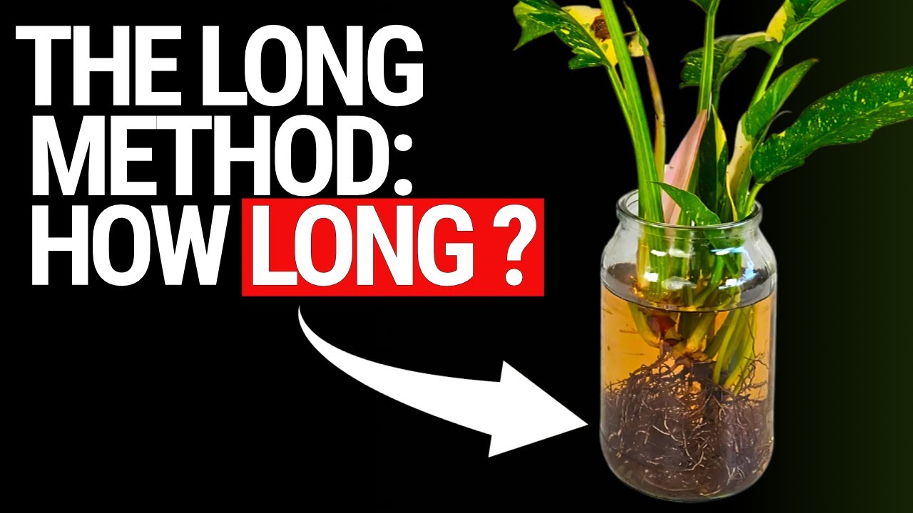How Long Should You Leave Your Plant in Nutrient Solution?