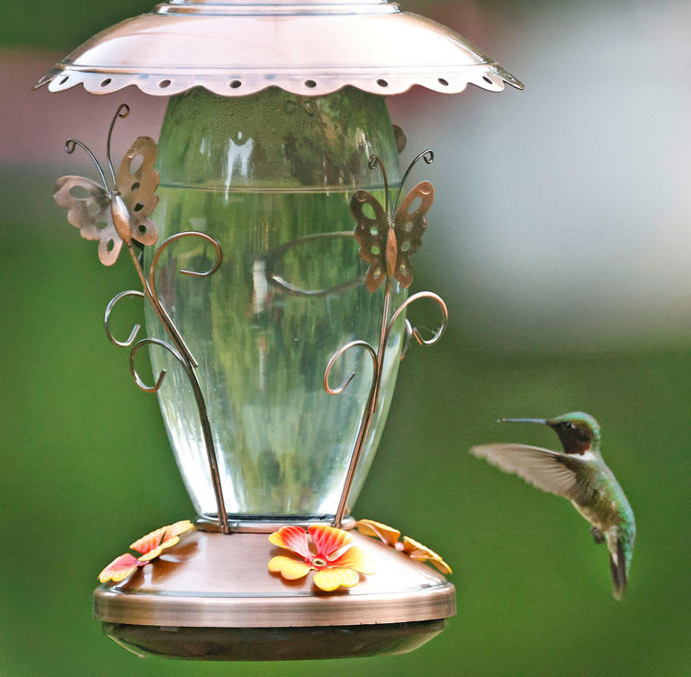 When is it time to stop feeding hummingbirds in SC? Hummingbird ...