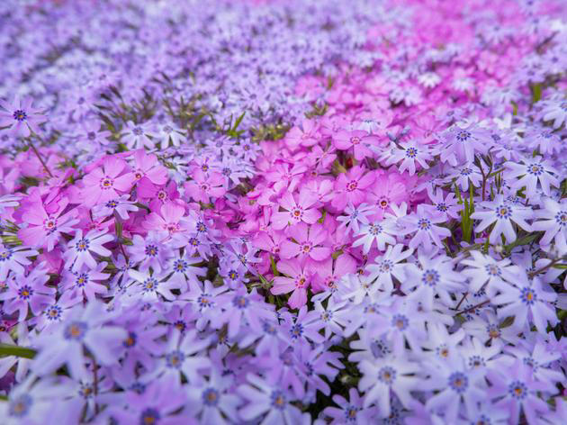 Phlox als Bodendecker: bunte Blütenteppiche statt Beikraut