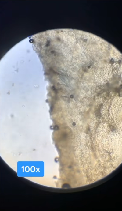 Under the Microscope: Hidden Details of the Tiny World