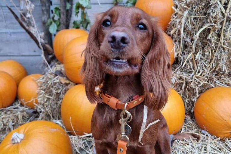 Garden centre to open pumpkin patch for dogs this autumn