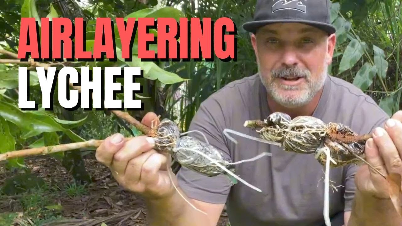 Simple Hack to Quickly Clone Fruit Trees