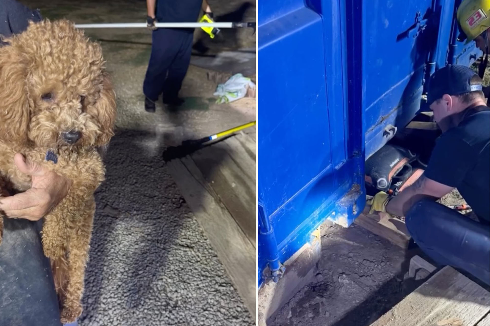 California firefighters free mischievous dog trapped underneath ...