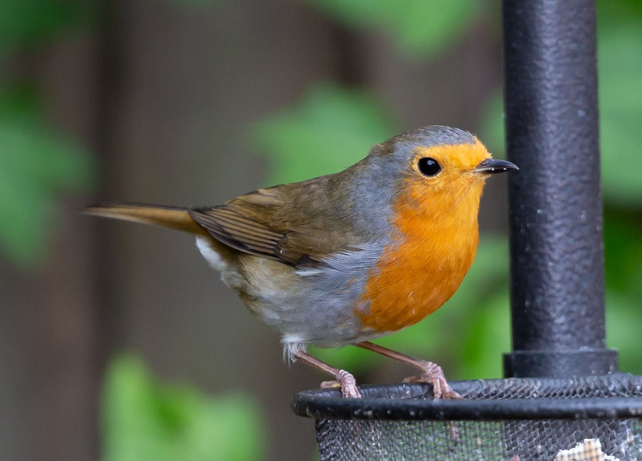 Achtung für Gartenfreunde: Günstige Meisenknödel können Vögeln schaden