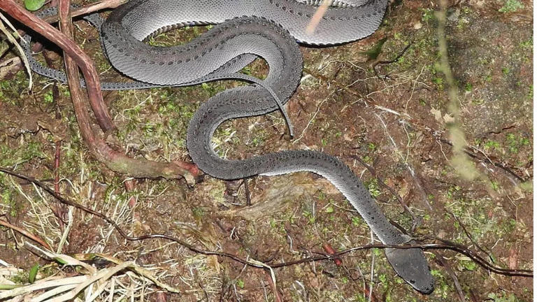 Dragon Snake: The fussiest and pickiest species you’ll ever encounter