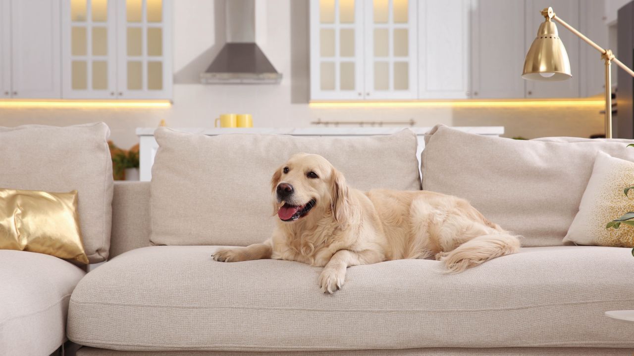 6 cleaning hacks to remove summer spills and stains from your sofa ...