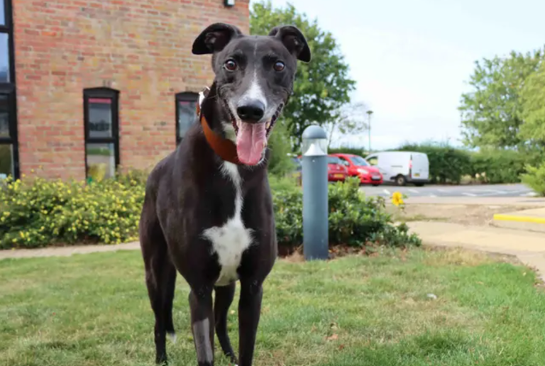 These 19 charming dogs and puppies at the Dogs Trust are looking for ...