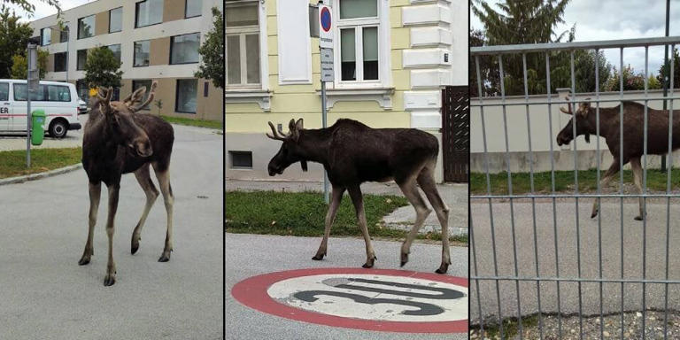 Richtung geändert: Kult-Elch Emil schwamm über die Donau