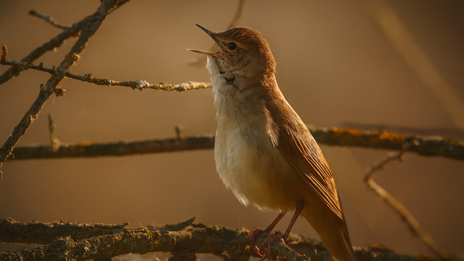 Bird Sounds – Savi's Warbler (Locustella luscinioides)