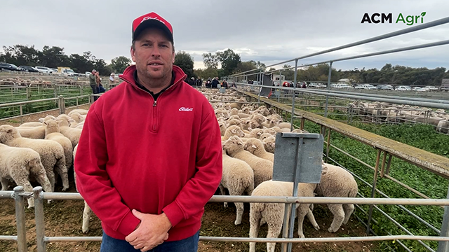 Murray Bridge lamb sale