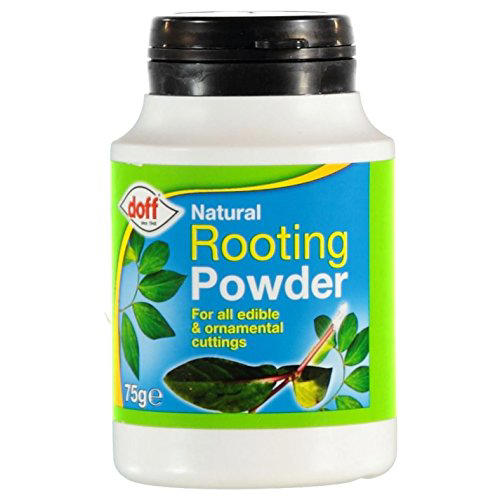 Cinnamon powder could be the key to your cuttings' success – here's why ...