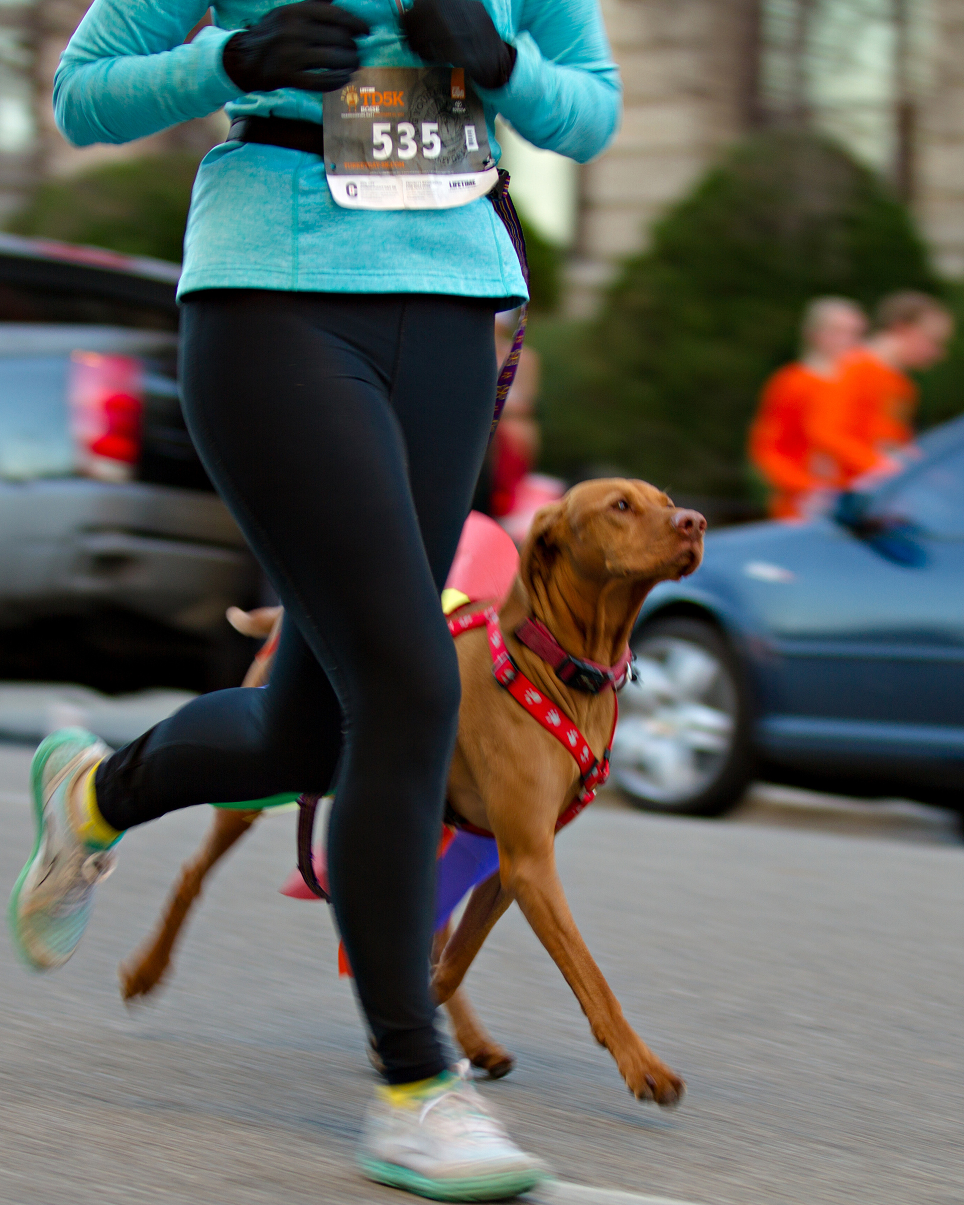 Tips for keeping your dog in good health