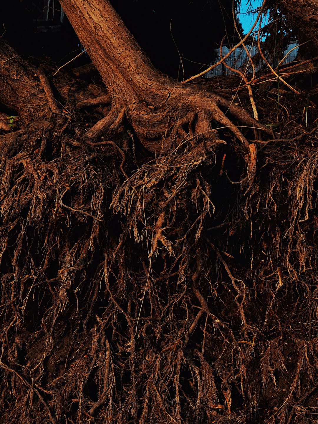 Agroforestry Systems Combining Trees and Crops for Long-Term Soil Health