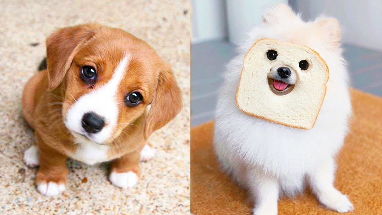 Adorable Puppy and Dog with Bread Face