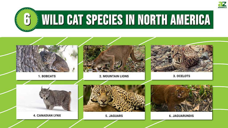Discover the 6 Wild Cat Species in North America
