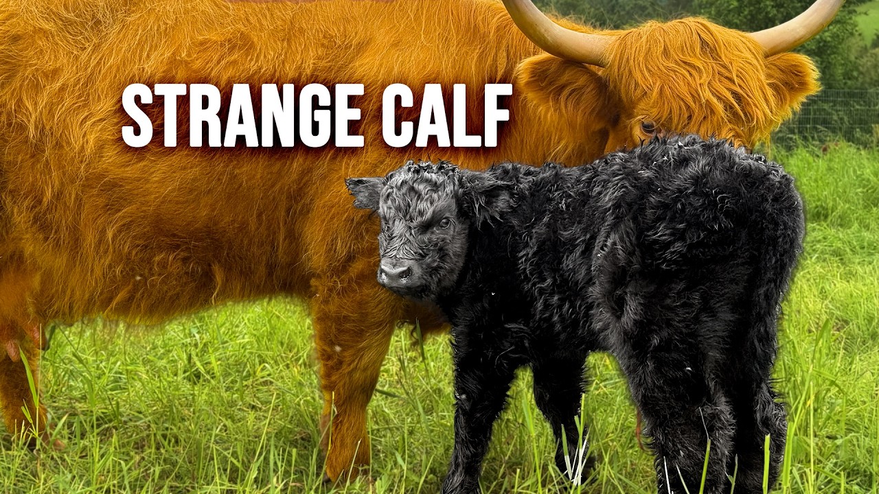 Why this newborn calf was not supposed to exist on our farm