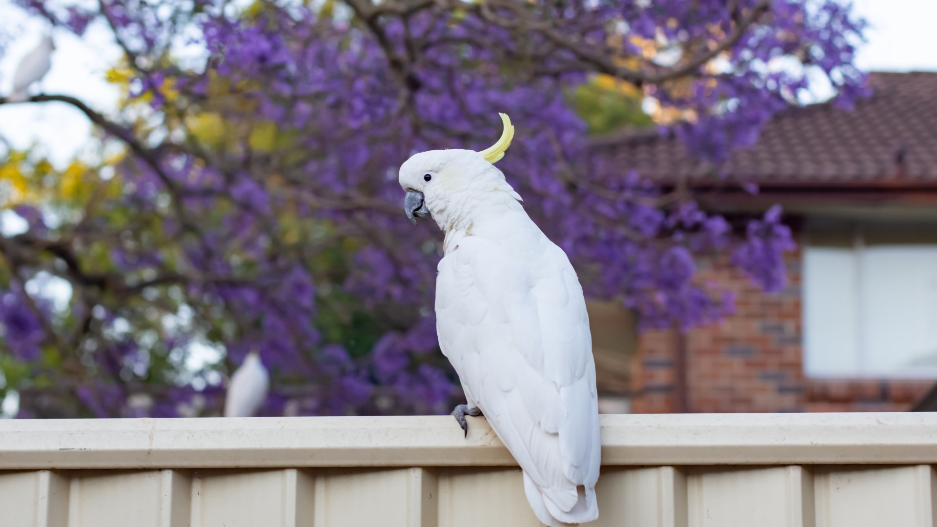 8 Wild Parrot Species You Shouldn’t Keep As Pets And The Ethics Behind It