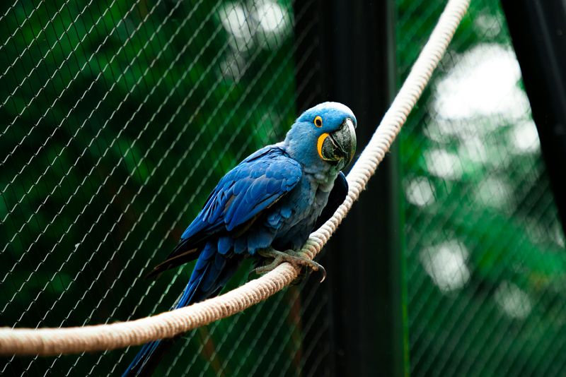 8 Wild Parrot Species You Shouldn’t Keep As Pets And The Ethics Behind It