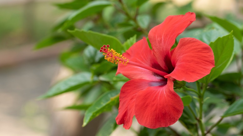 11 Colorful Varieties Of Hibiscus Flowers For A Tropical Garden That ...
