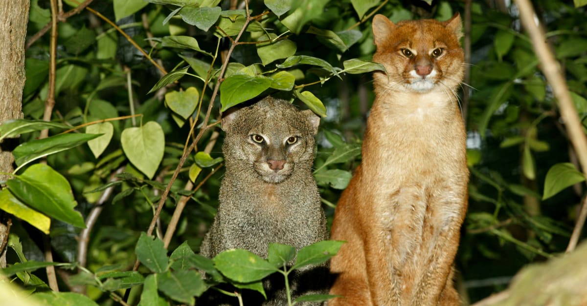 Discover the 6 Wild Cat Species in North America