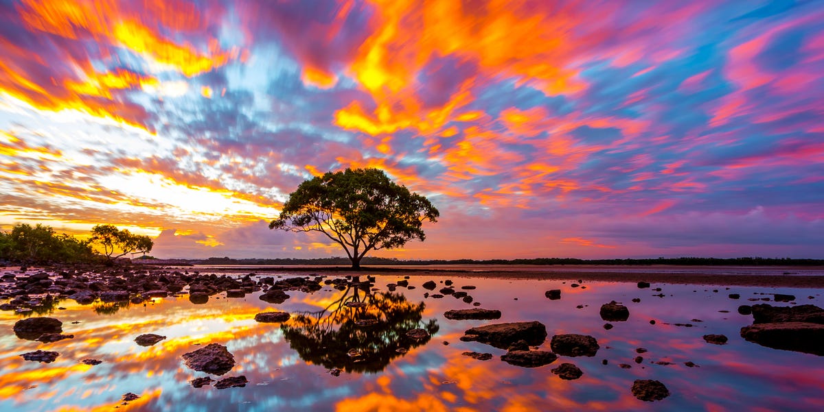 Scientists Have Found the First Branch on the Tree of Life