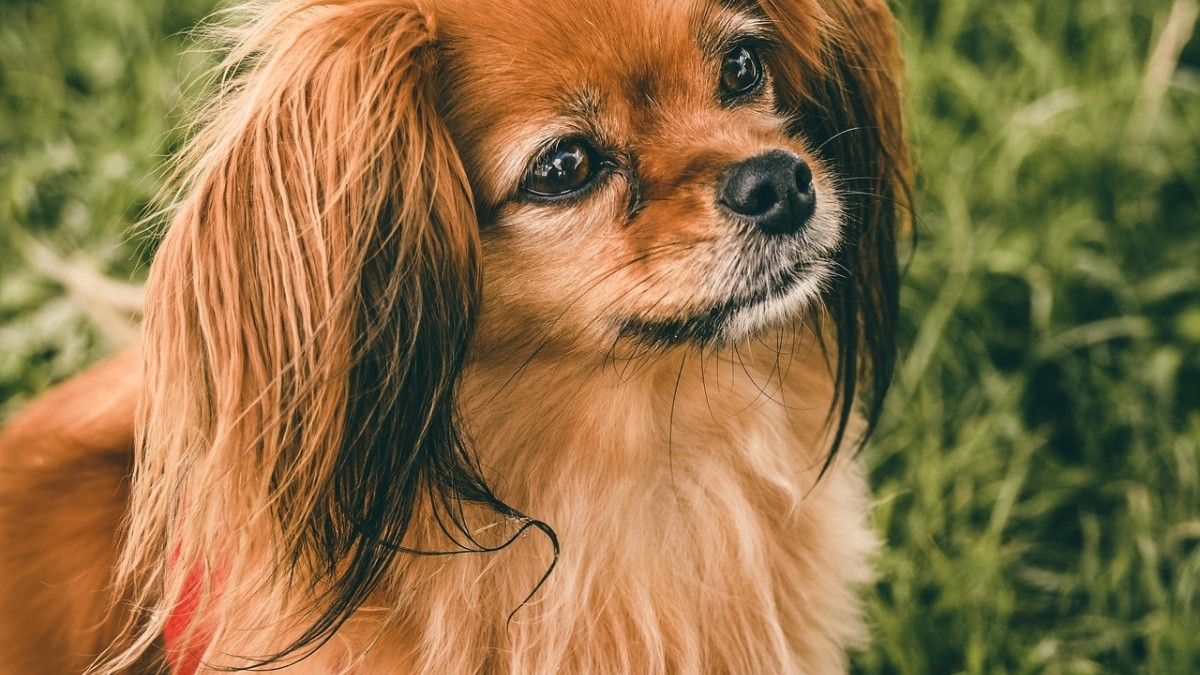 15 dog breeds known for their sensitivity and human connection