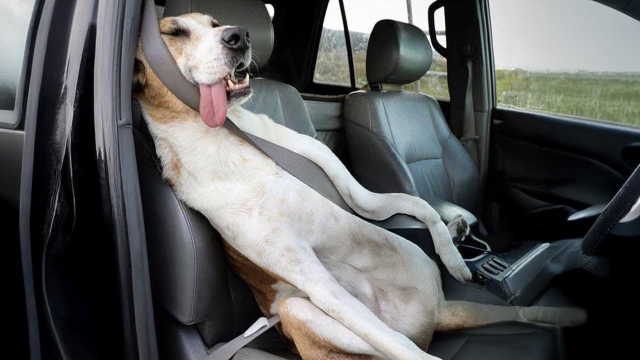 Goofy Great Dane turns cuddle time into pure comedy gold