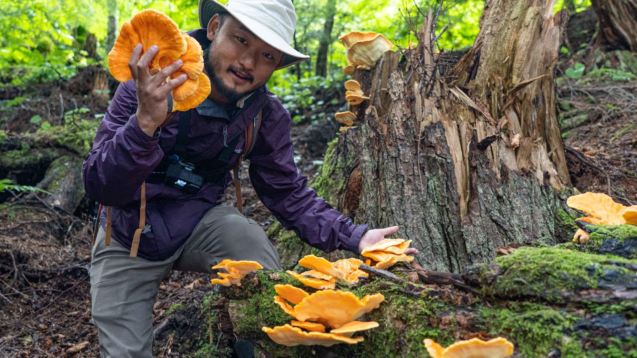 Forage & cook: Chicken of the woods mushrooms amid dying salmon