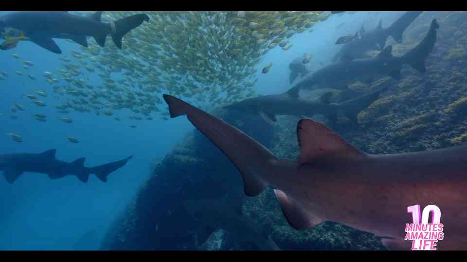 Sharks Underwater in the Ocean