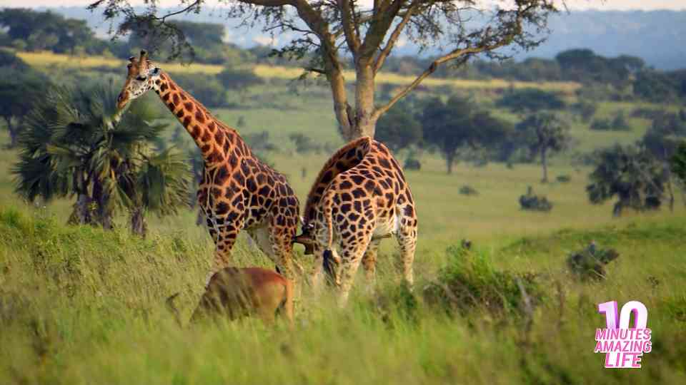 Giraf Safari