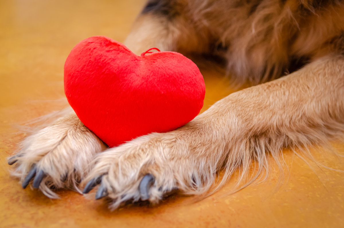 Rescue Pup Bragging About Her ‘Boyfriend’ Is the Summer Romance We Need